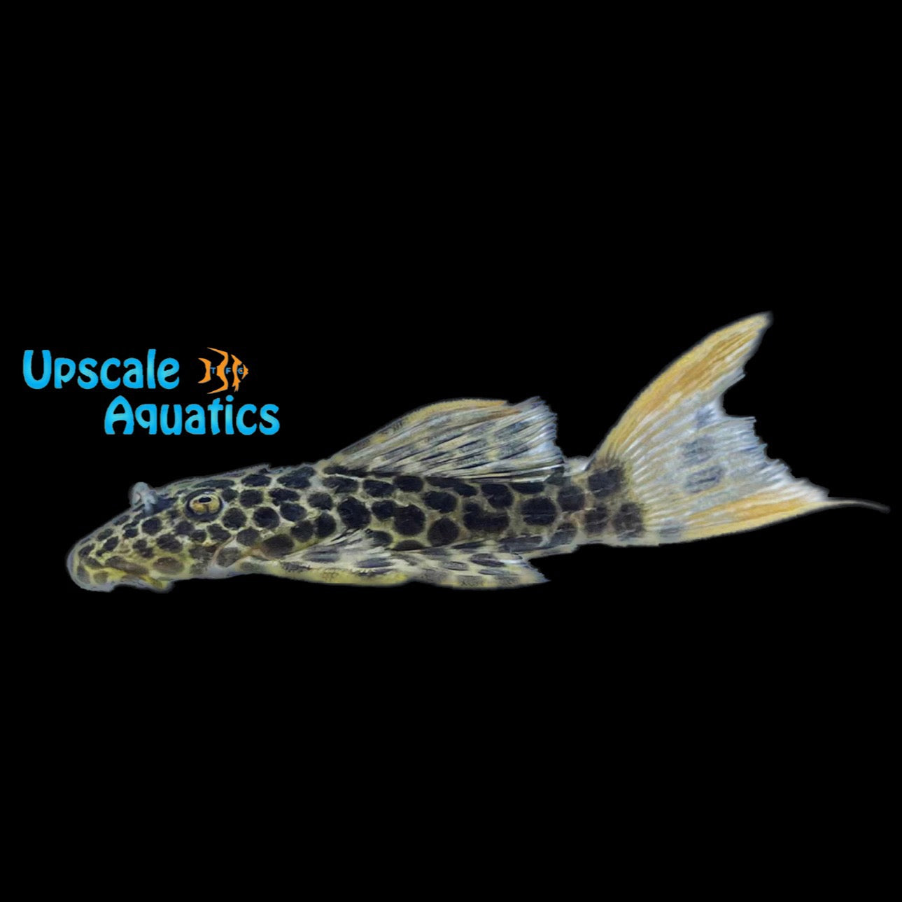 Demini Leopard Cactus Pleco L114 (Pseudacanthicus cf. leopardus L114) – Upscale Aquatics