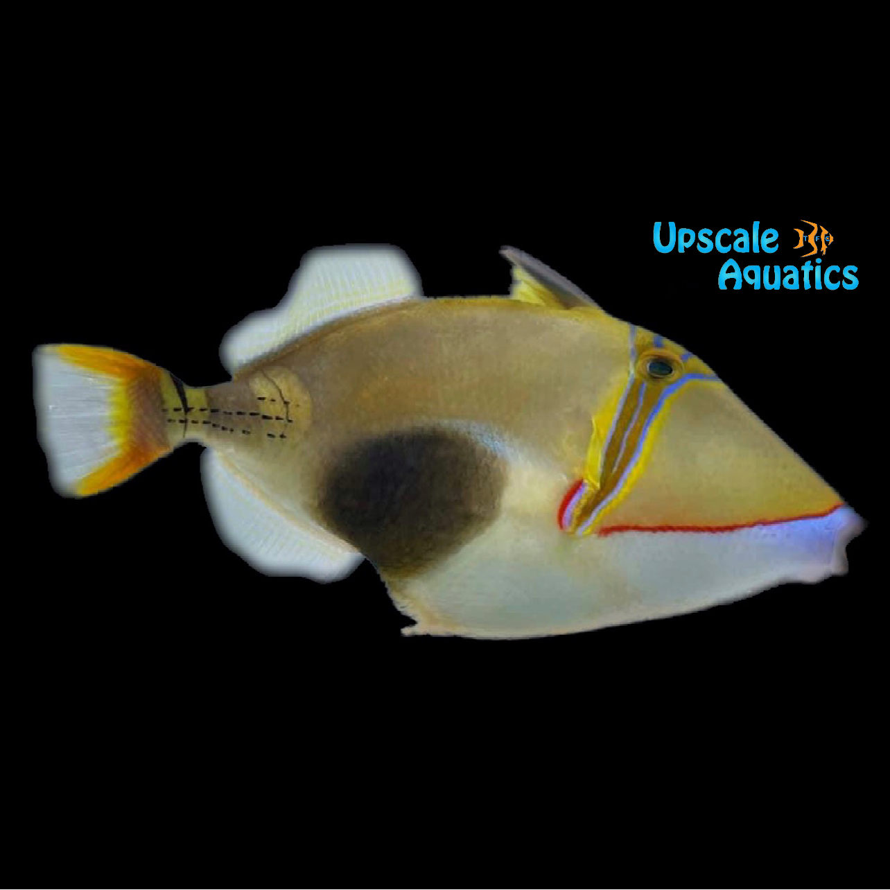 Bursa Trigger (Rhinecanthus verrucosus) – Upscale Aquatics