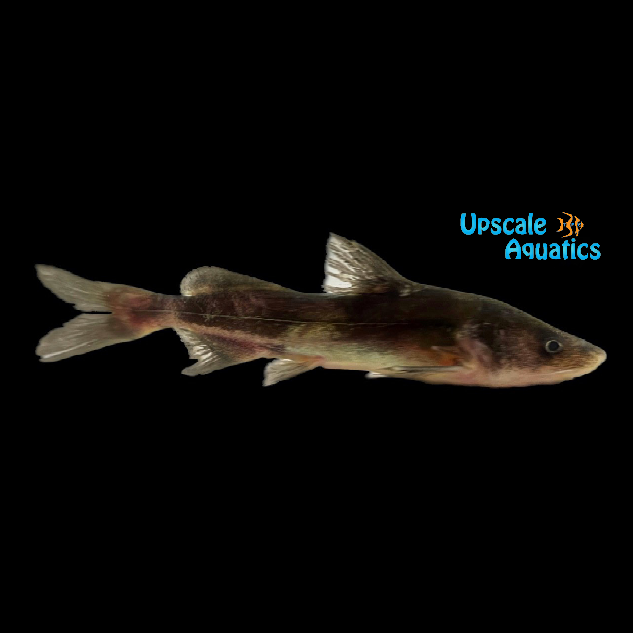 Chinese Longsnout Catfish (Tachysurus dumerili) – Upscale Aquatics