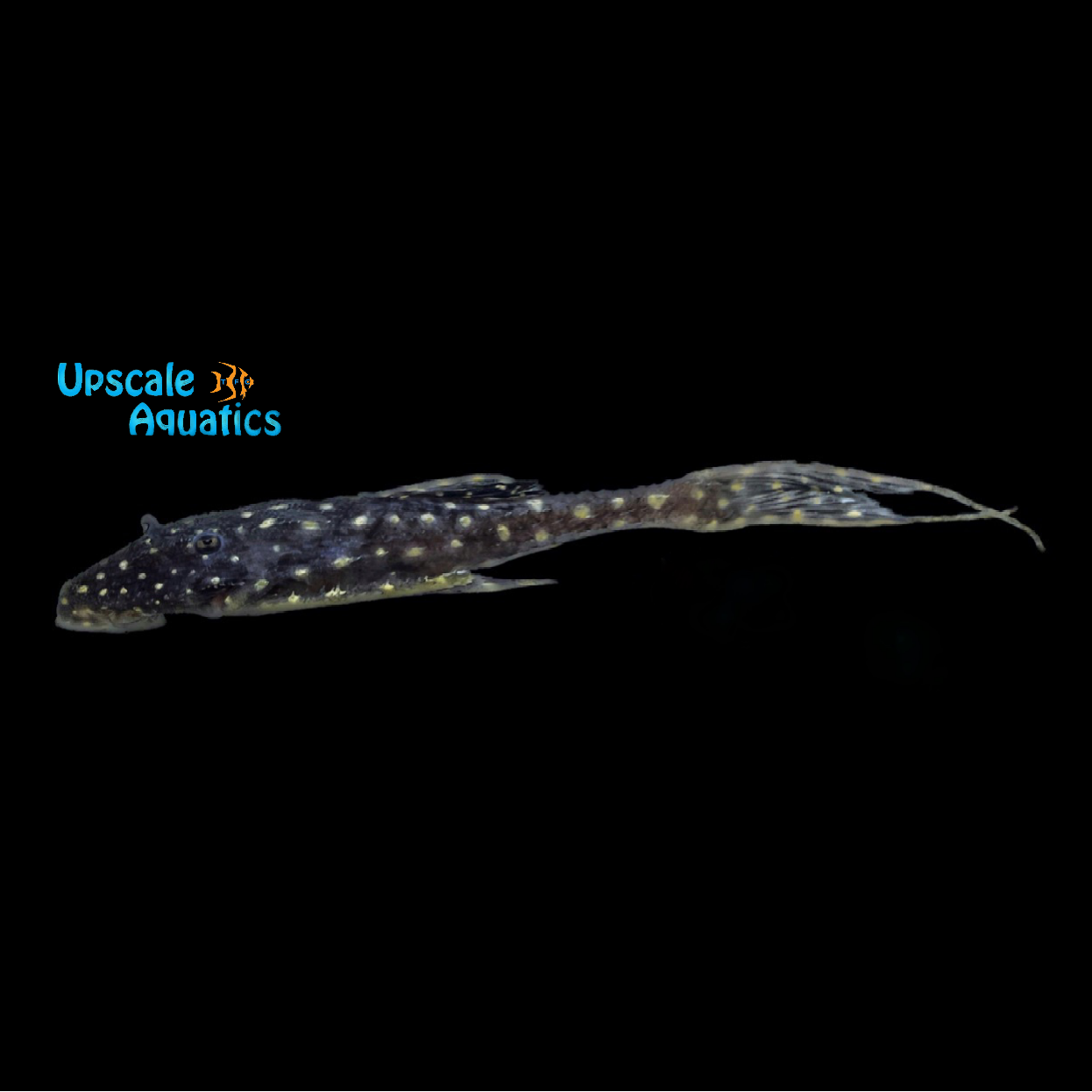 Adonis Pleco L155 (Acanthicus adonis) – Upscale Aquatics