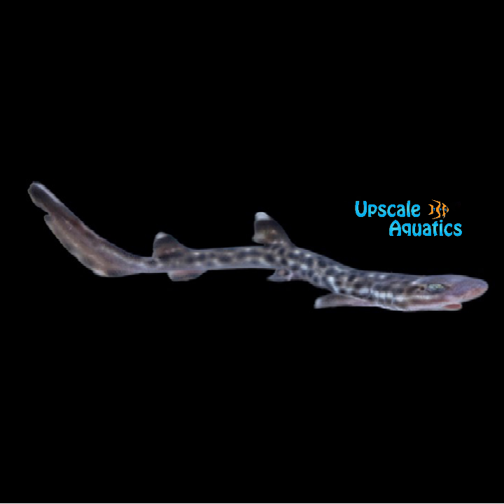 Australian Marbled Catshark (Atelomycterus macleayi) – Upscale Aquatics