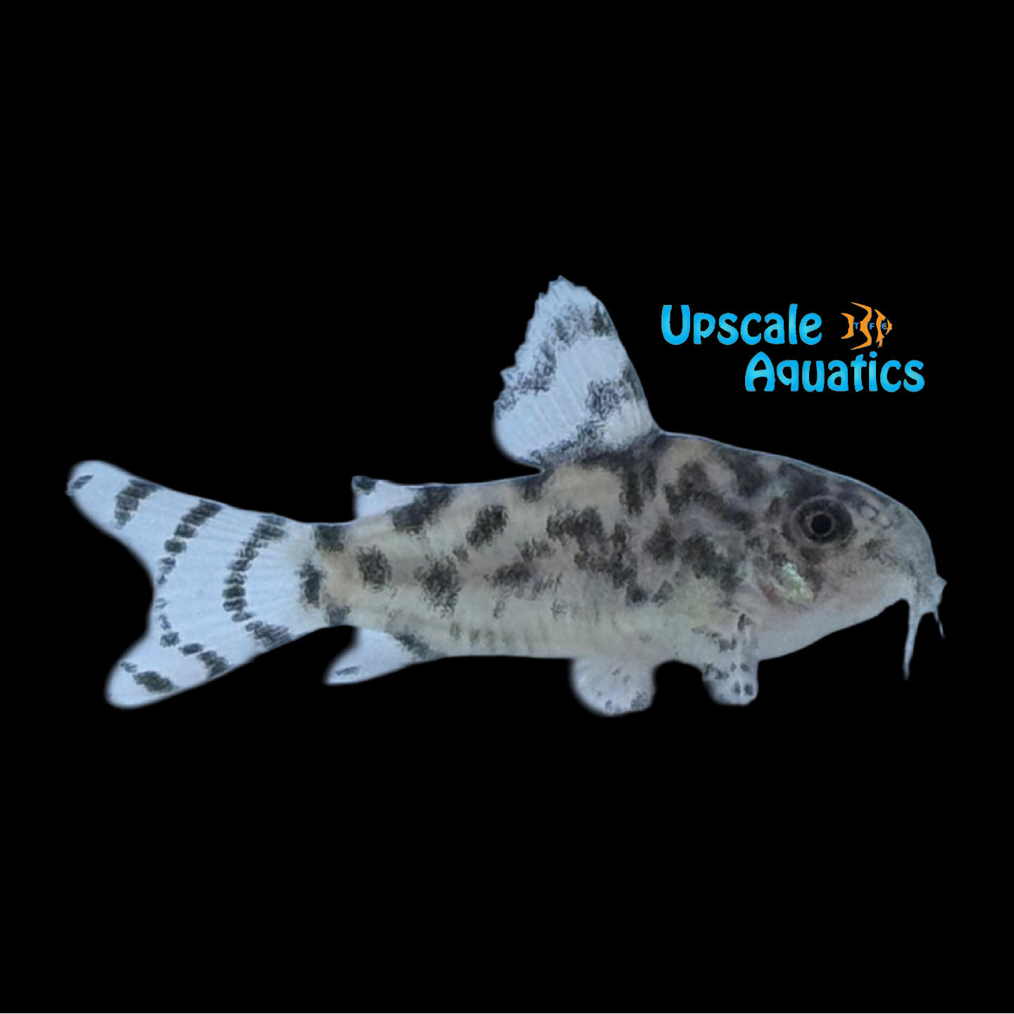 Vulcan Cory (Corydoras cw111) – Upscale Aquatics
