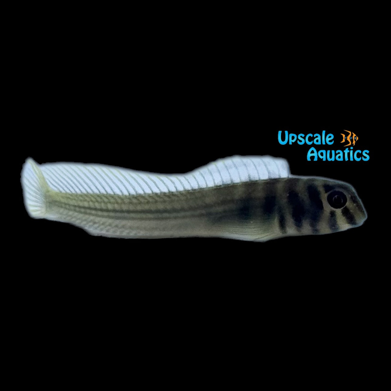Freshwater Zebra Blenny (Omobranchus zebra) – Upscale Aquatics