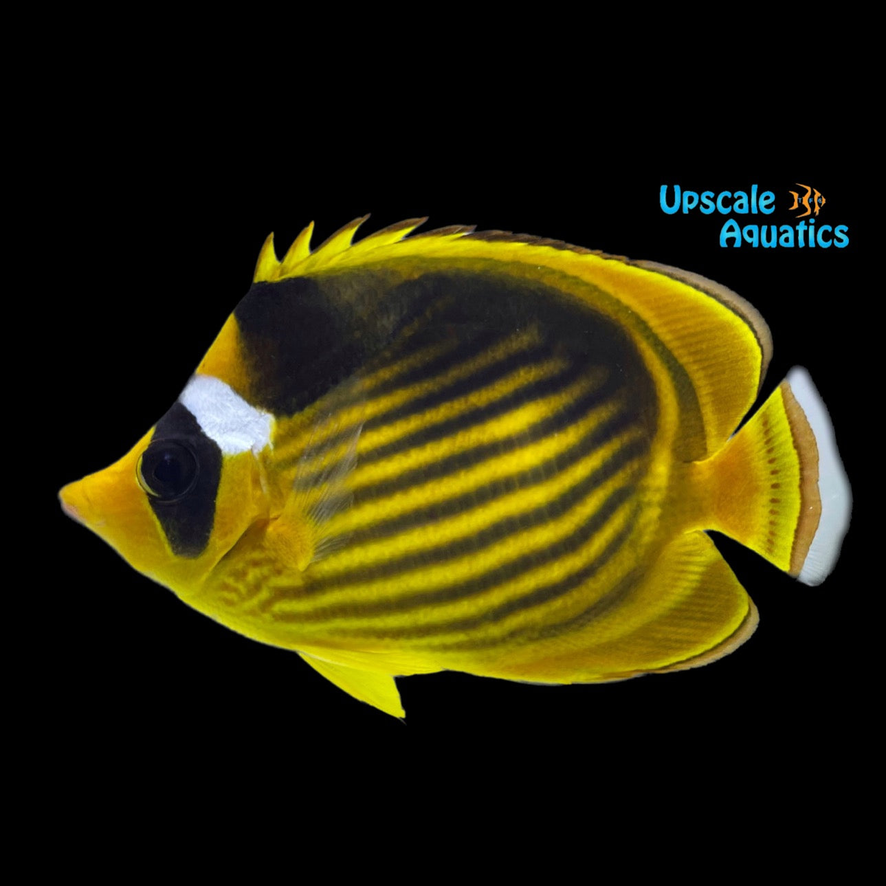 African Raccoon Butterflyfish (Chaetodon fasciatus) – Upscale Aquatics