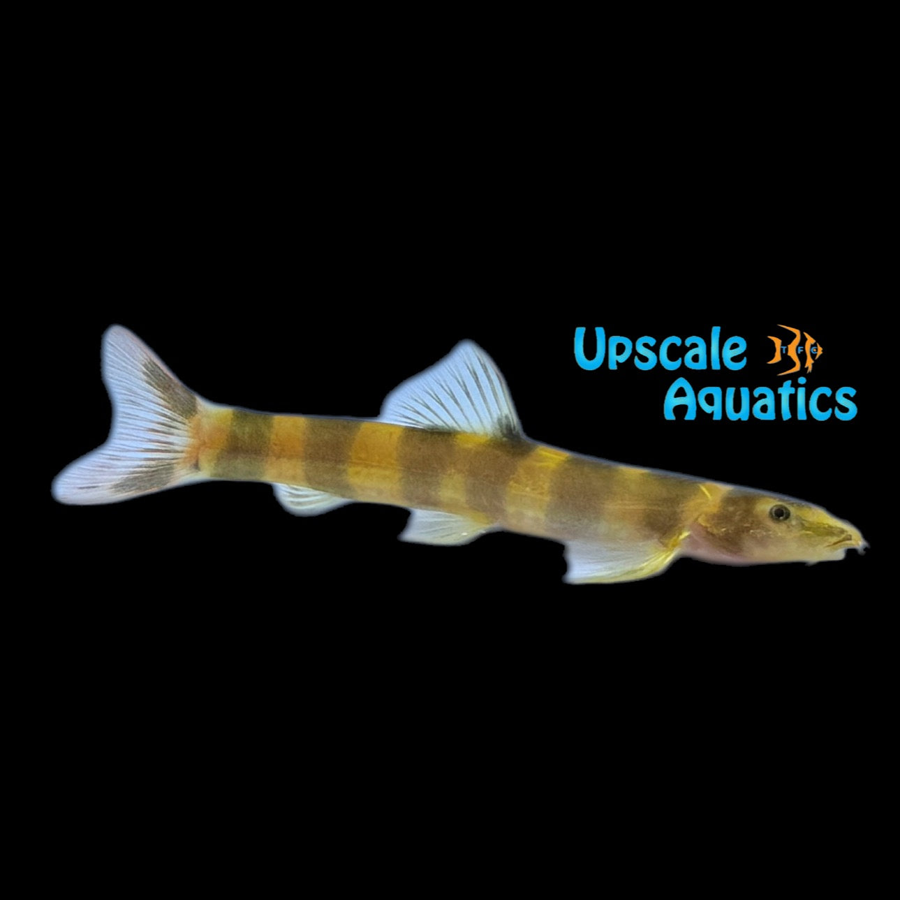 Barito Loach (Kapuasia falaris) – Upscale Aquatics
