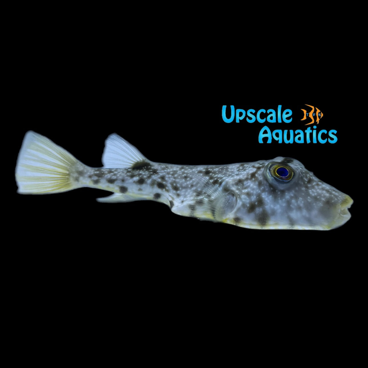 Southern Puffer (Sphoeroides nephelus) – Upscale Aquatics