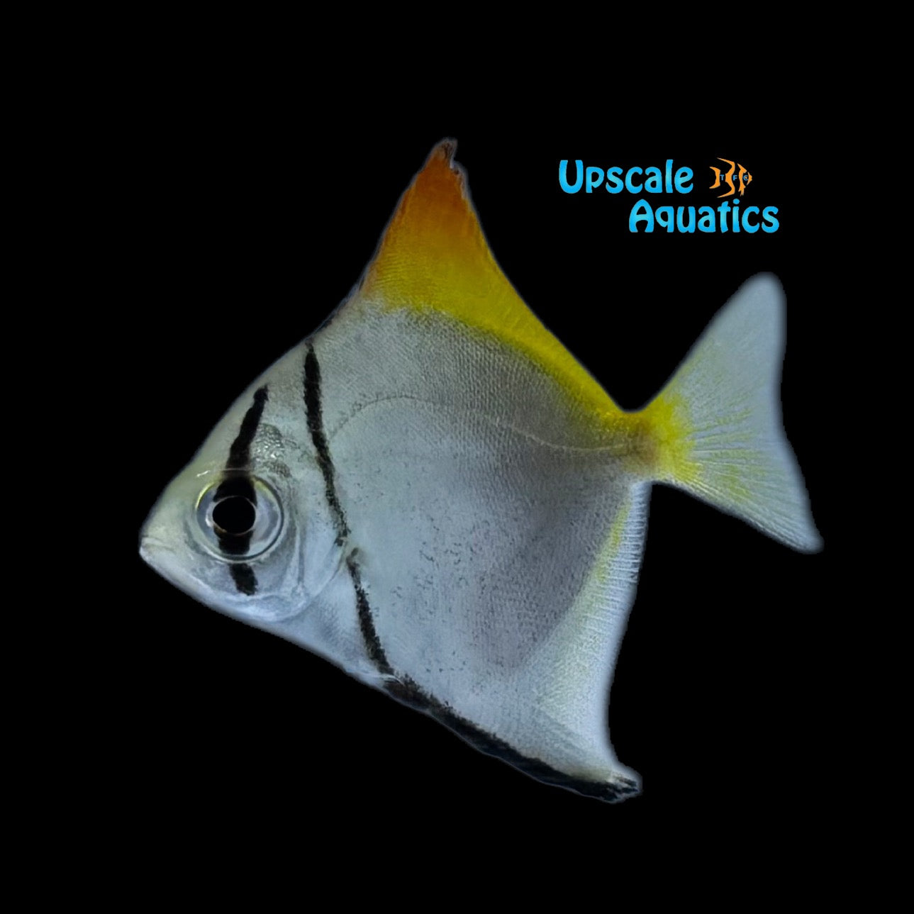 Kottel's Mono (Monodactylus kottelati) – Upscale Aquatics