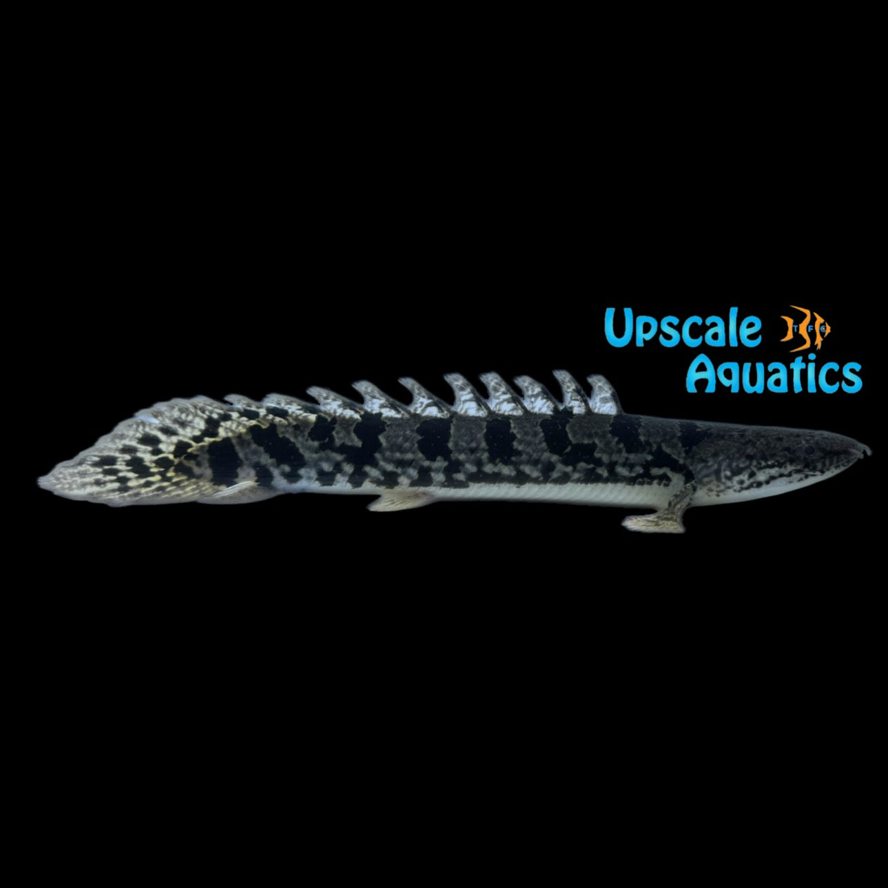 Royal Tiger Delhezi Bichir (Polypterus delhezi) – Upscale Aquatics