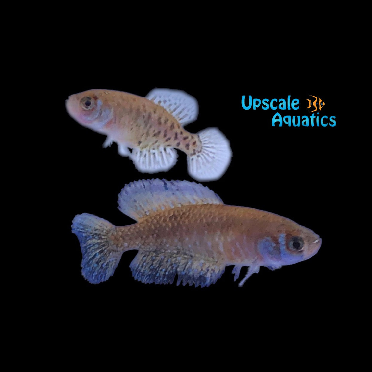 Blackfin Pearl Killifish (Austrolebias nigripinnis) – Upscale Aquatics