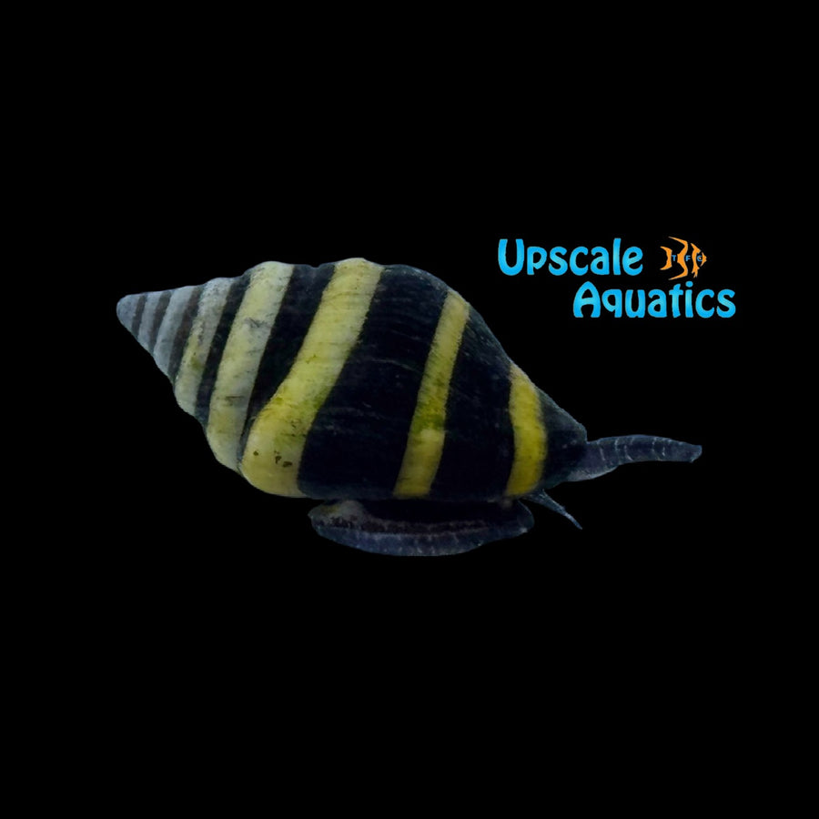 Saltwater Inverts – Upscale Aquatics