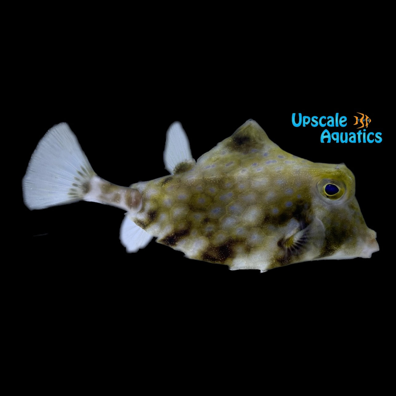 Camel Cowfish (Tetrosomus gibbosus) – Upscale Aquatics