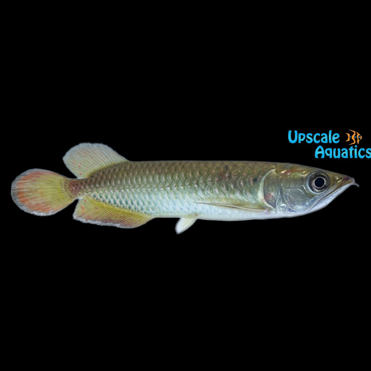 Jardini Arowana (Scleropages jardinii) – Upscale Aquatics