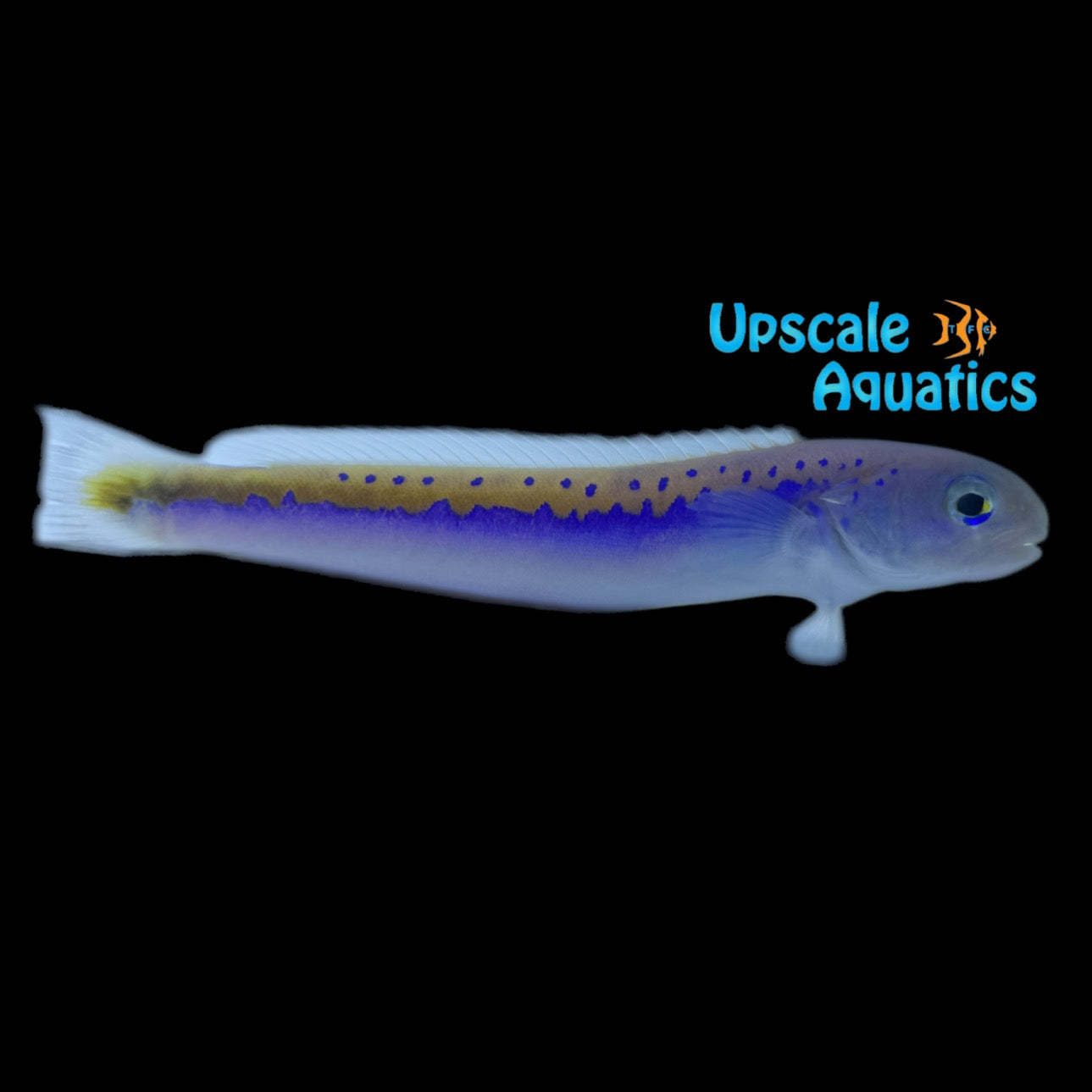 Oreni Tilefish (Hoplolatilus oreni) – Upscale Aquatics