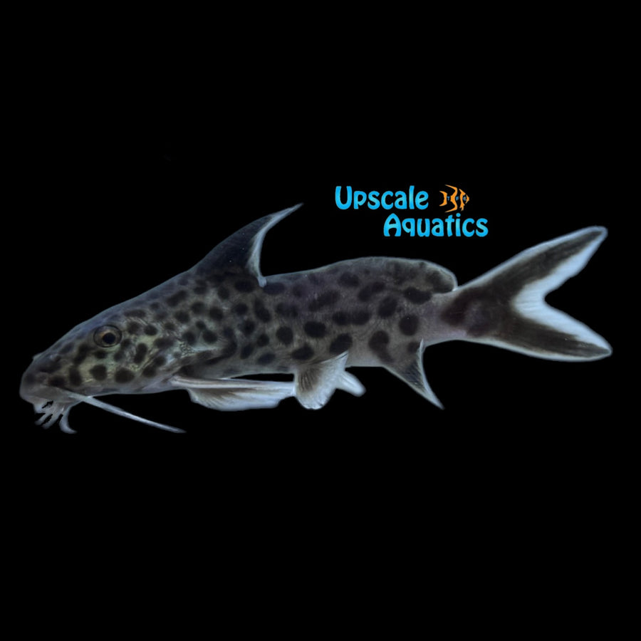 Catfish – Upscale Aquatics