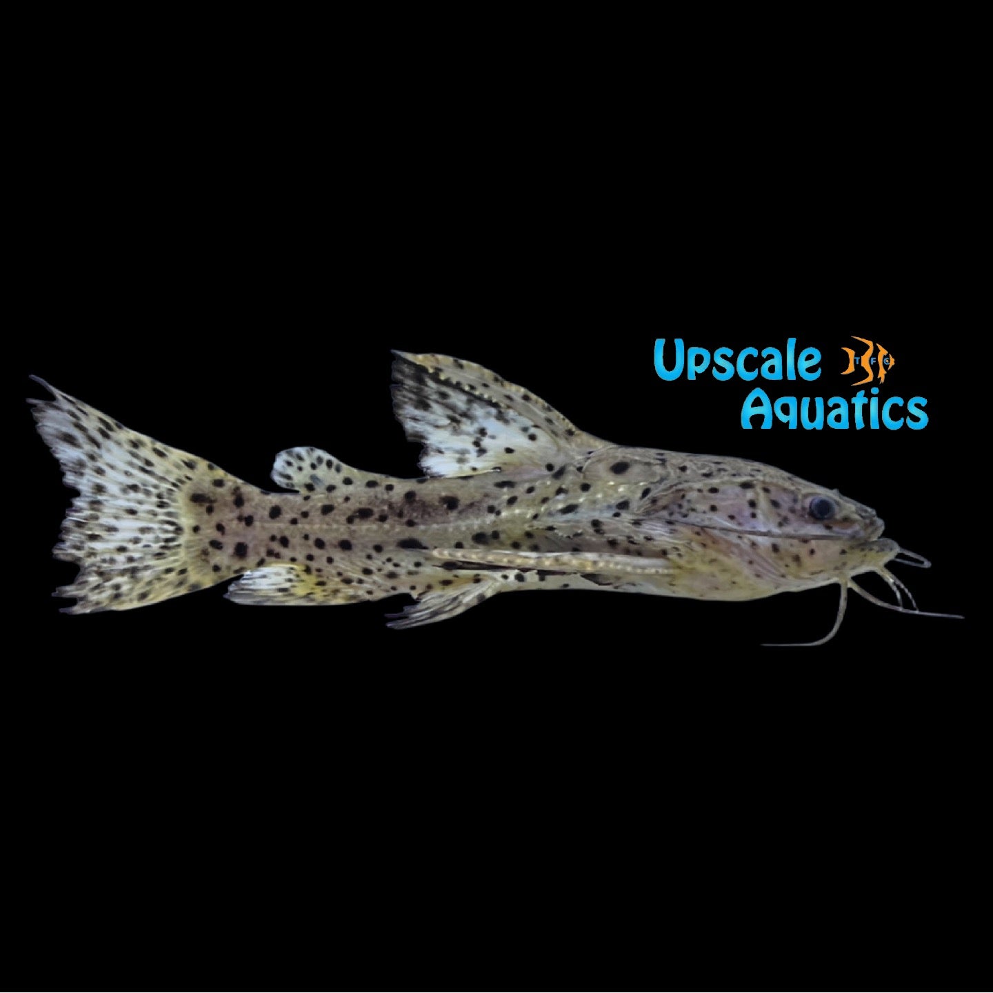 Spotted Jaguar Catfish (Liosomadoras morrowi) – Upscale Aquatics