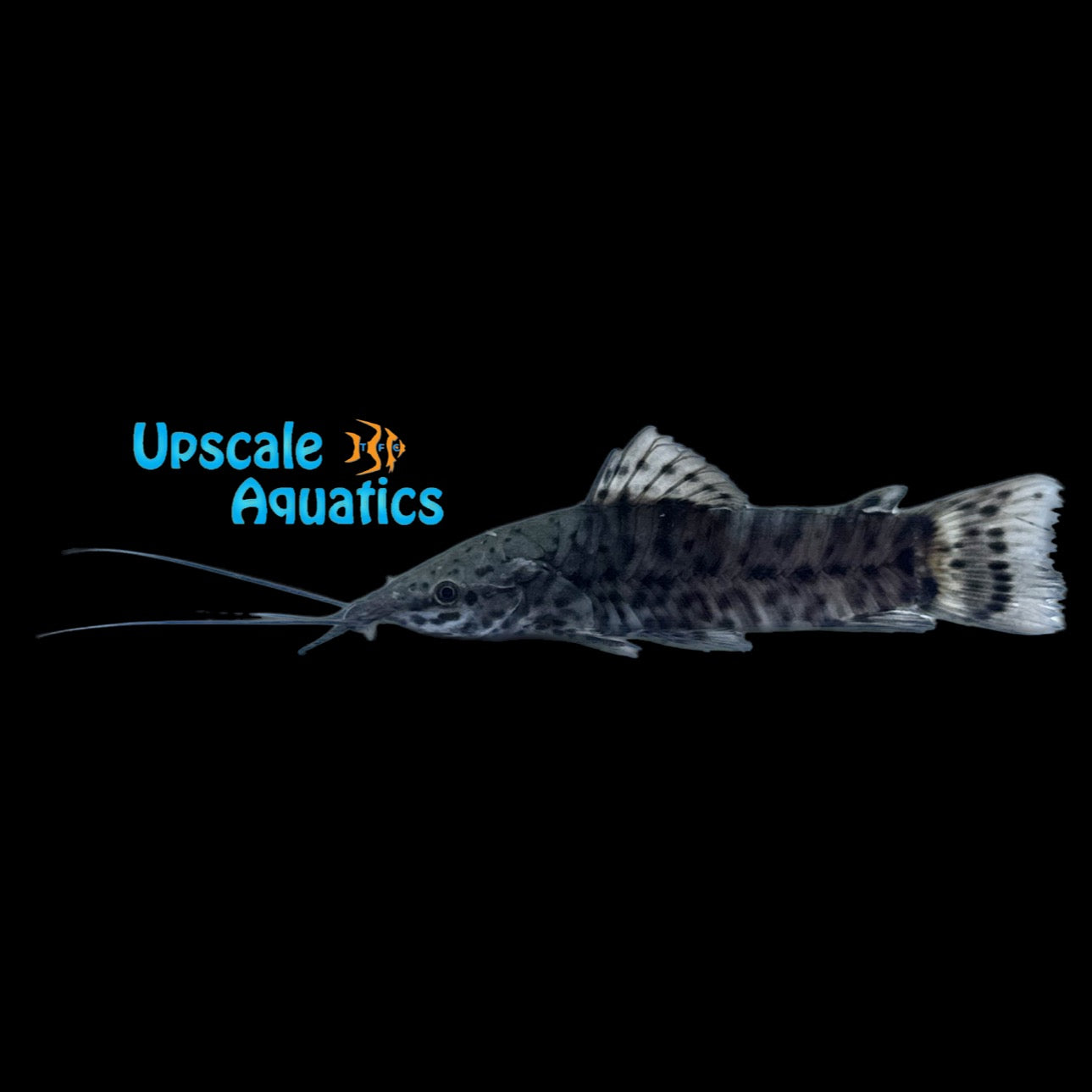 Tail Bar Hoplo Catfish (Megalechis picta) – Upscale Aquatics