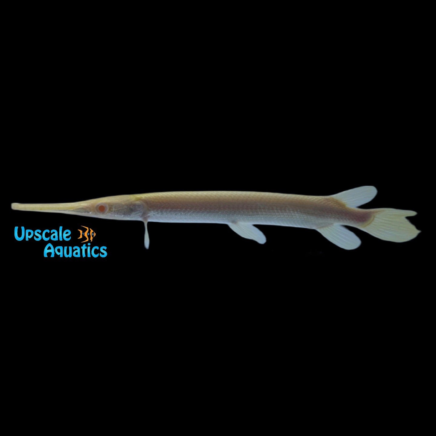 Golden Albino Florida Gar (Lepisosteus platyrhincus) – Upscale Aquatics