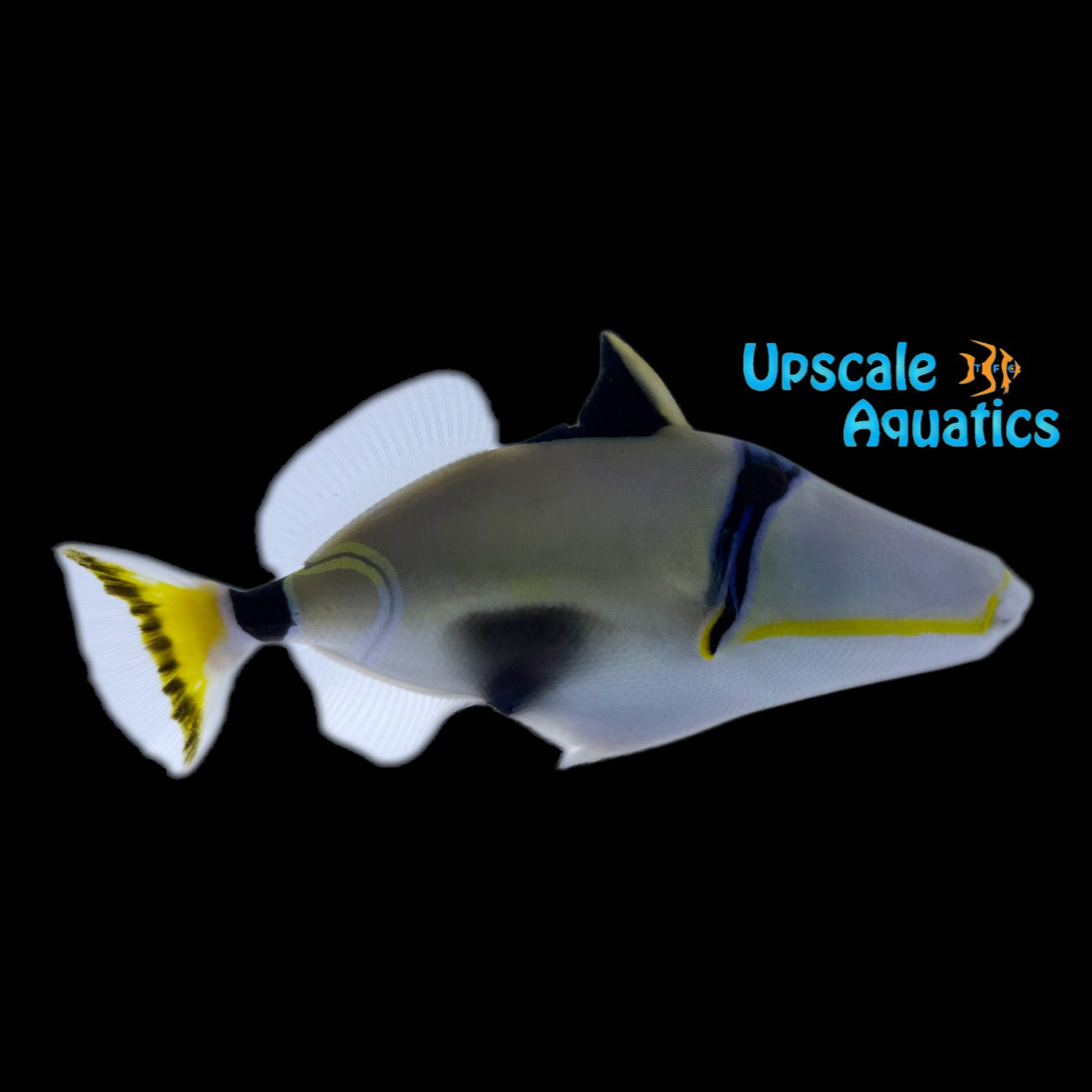 Lunula Trigger (Rhinecanthus lunula) – Upscale Aquatics