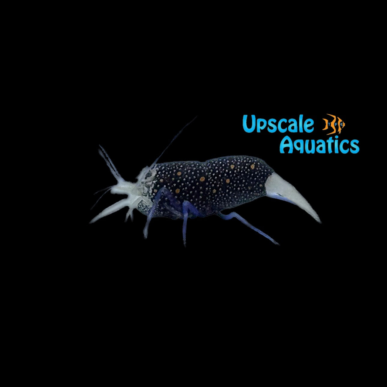 Cortez Barrel Shrimp (Gnathophyllum panamense) – Upscale Aquatics