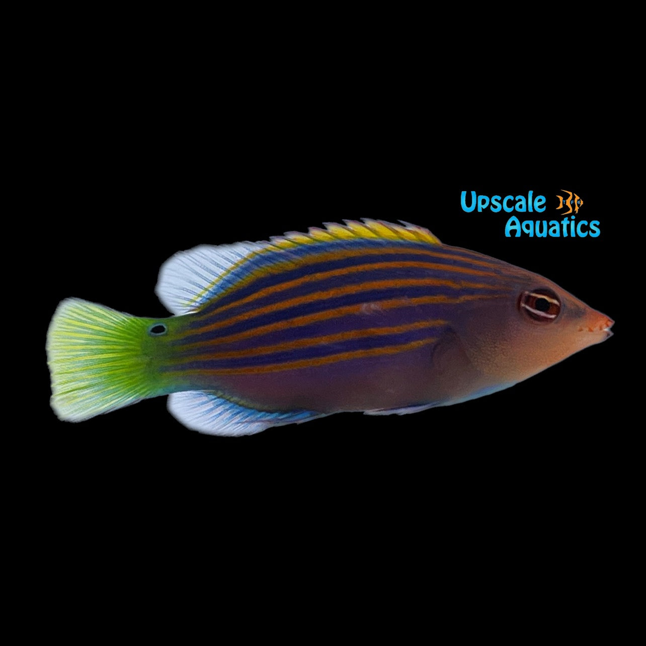 Six Line Wrasse (Pseudocheilinus hexataenia) – Upscale Aquatics