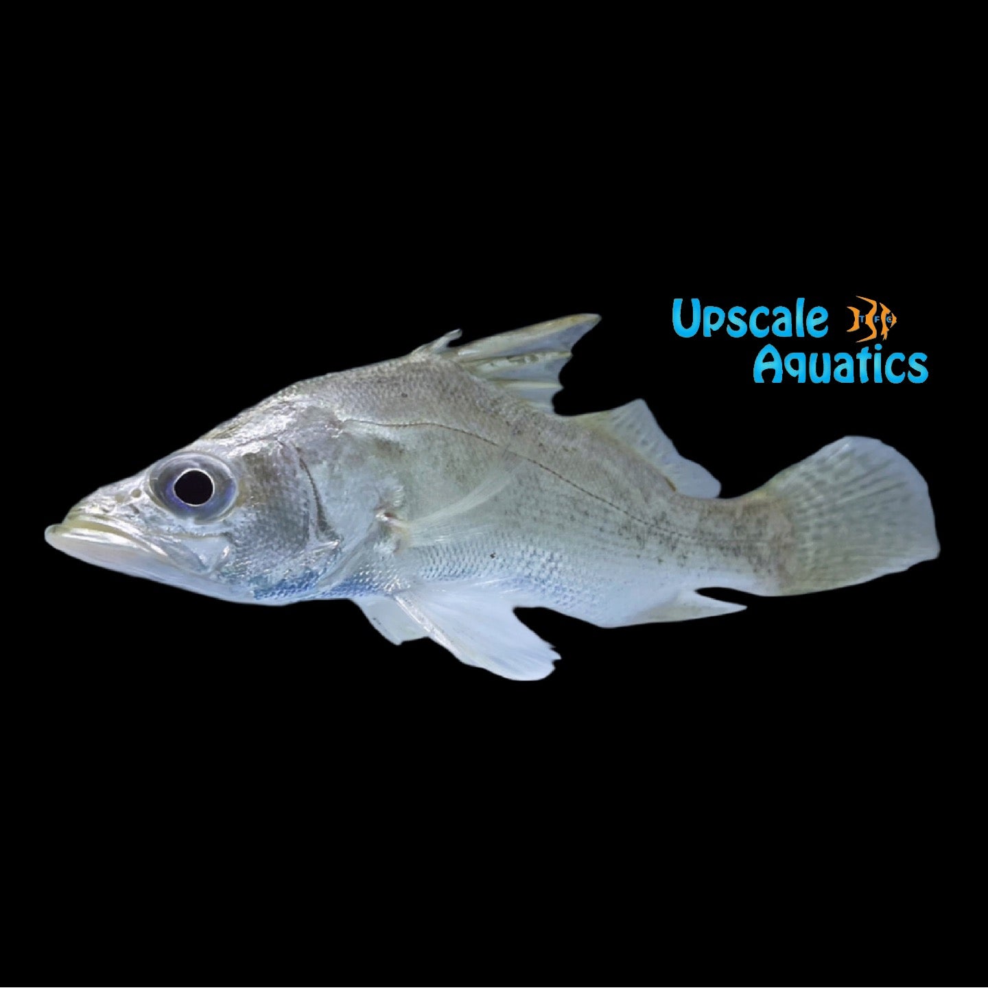 Nile Perch (Lates niloticus) – Upscale Aquatics