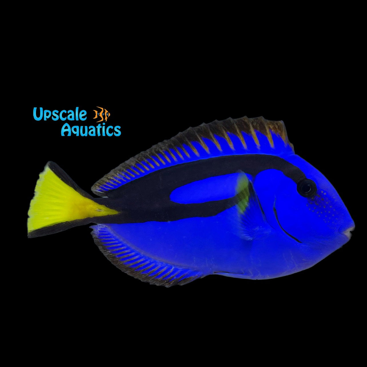 Blue Hippo Tang (Paracanthurus hepatus) – Upscale Aquatics