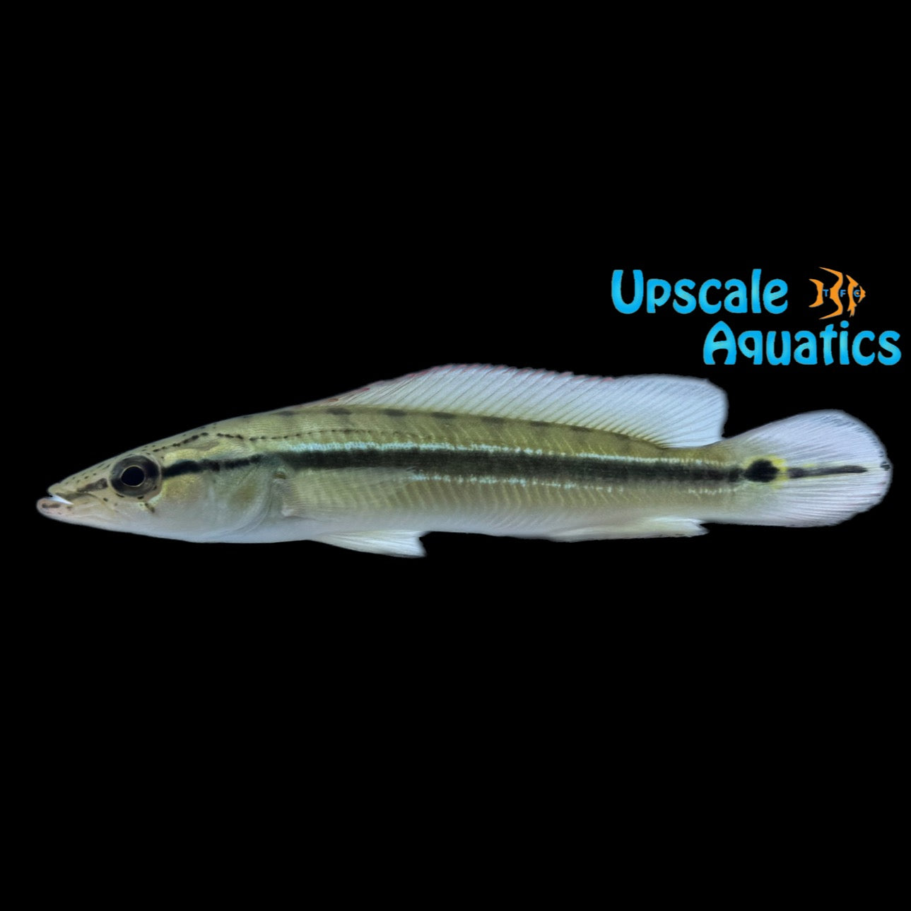 Lugubris Pike (Crenicichla lugubris) – Upscale Aquatics