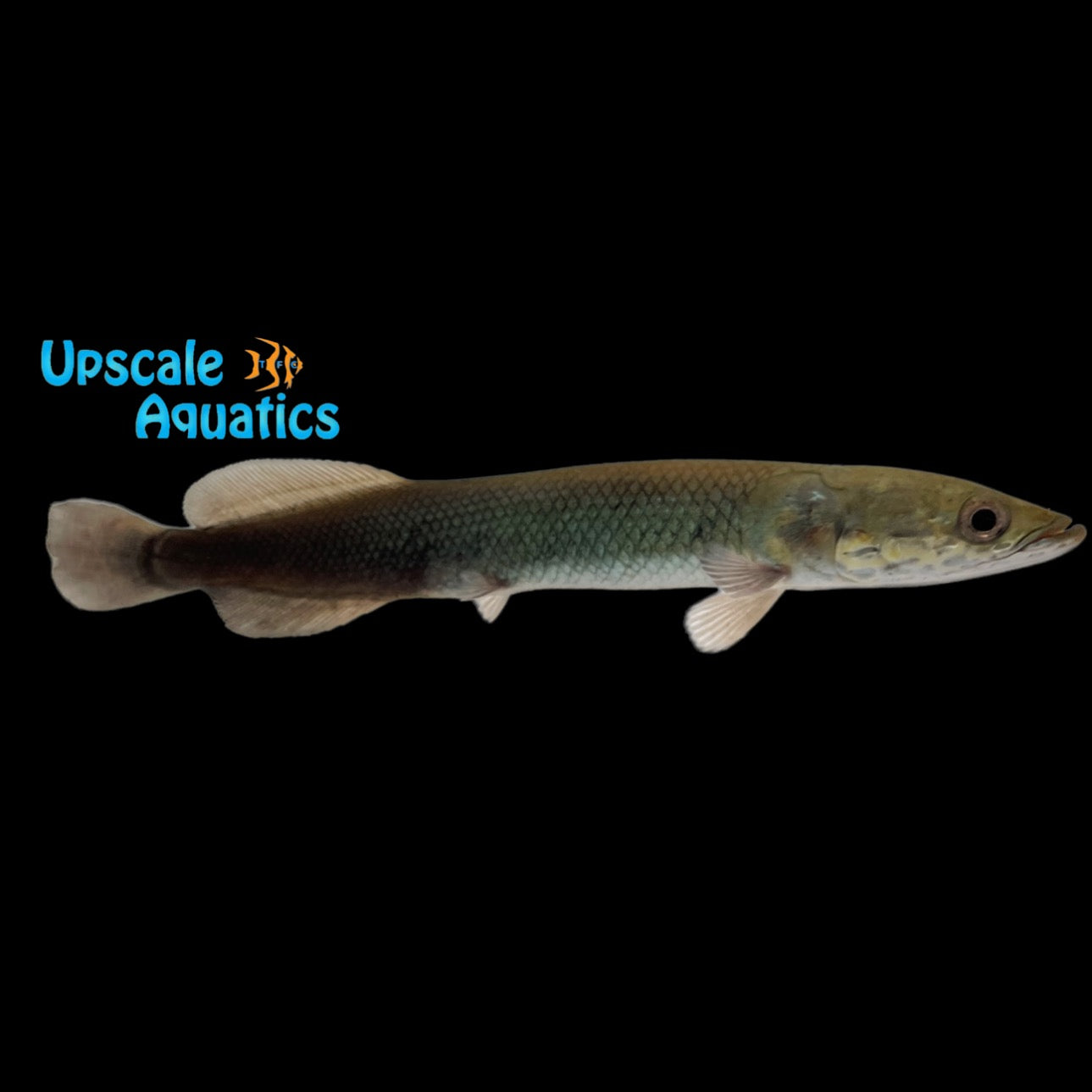 Arapaima (Arapaima gigas) – Upscale Aquatics