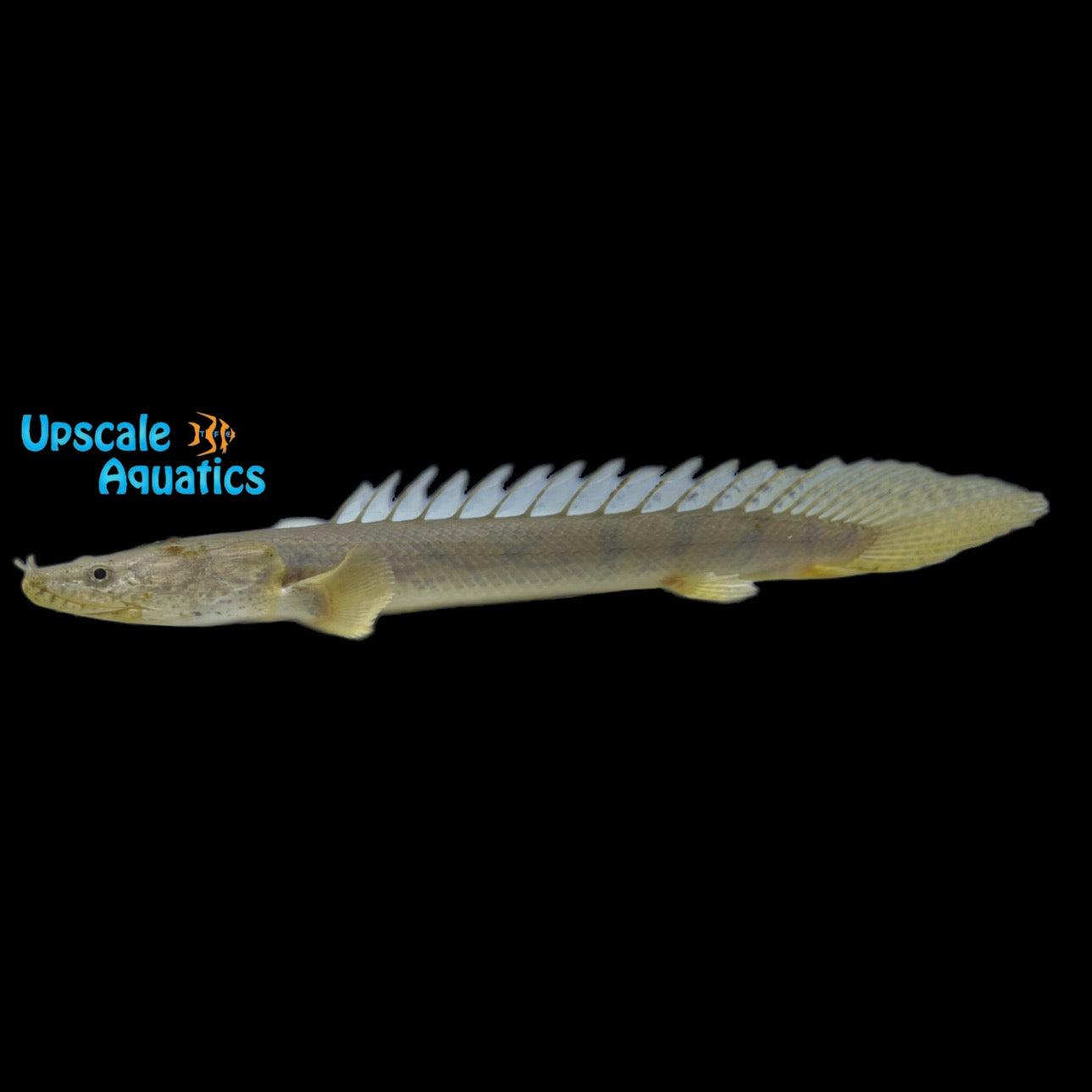 Congo Bichir (Polypterus congicus) – Upscale Aquatics