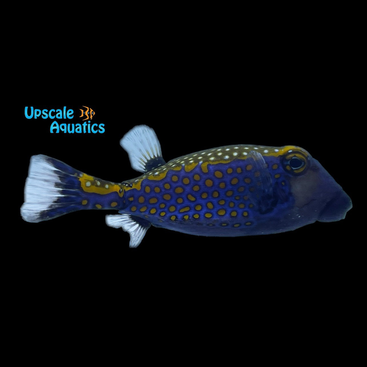 Blue Spotted Boxfish - Male (Ostracion meleagris) – Upscale Aquatics