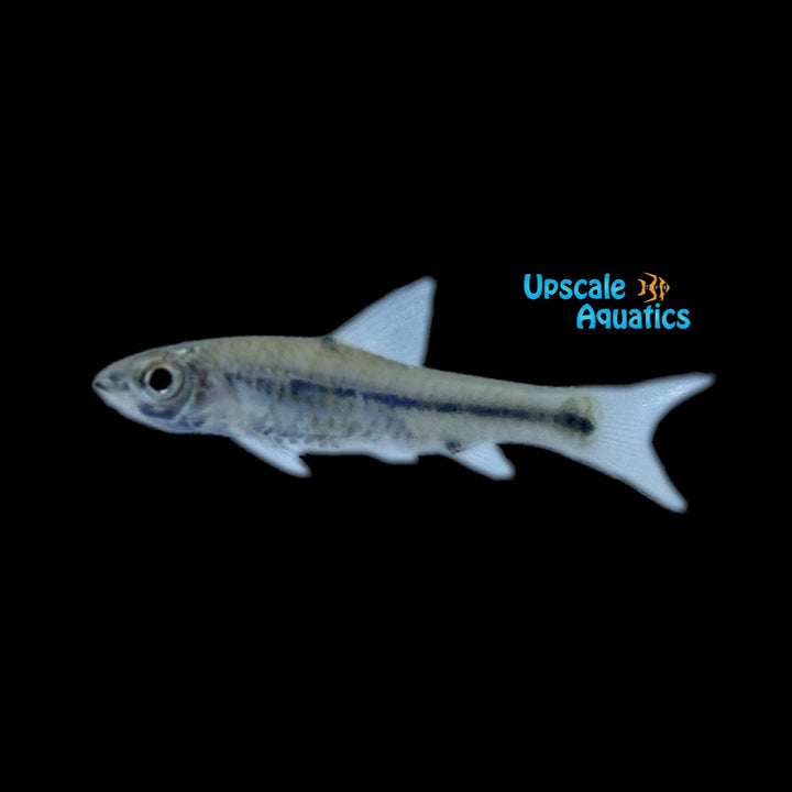 Freshwater Fish – Upscale Aquatics