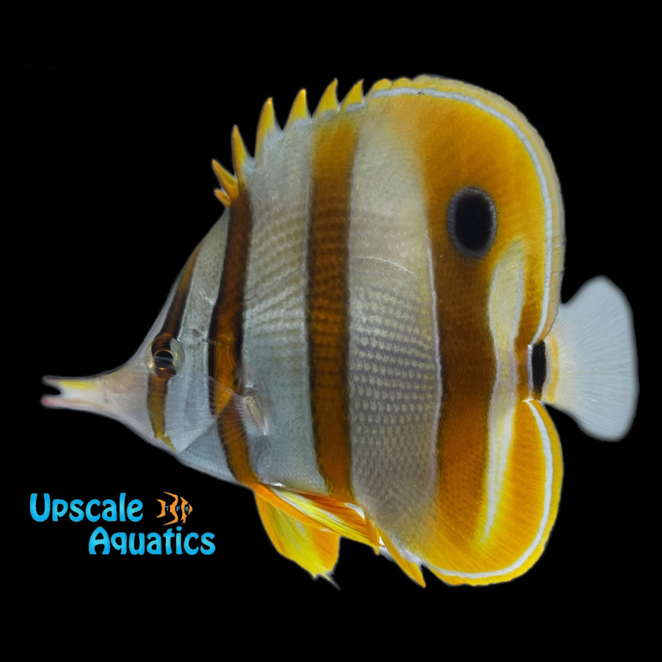 Copperband Butterfly (Chelmon rostratus) – Upscale Aquatics