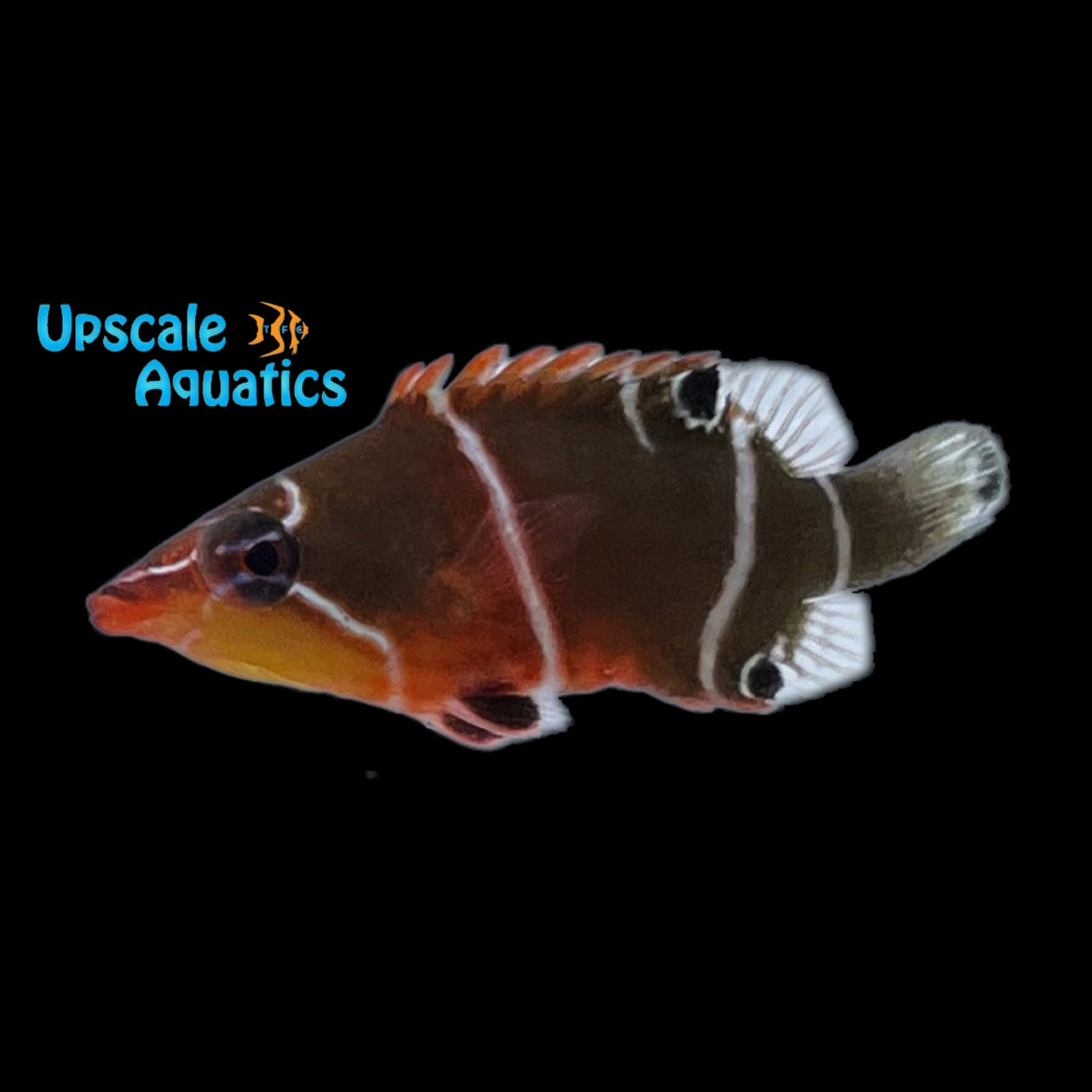 White Banded Possum Wrasse (Wetmorella albofasciata) – Upscale Aquatics
