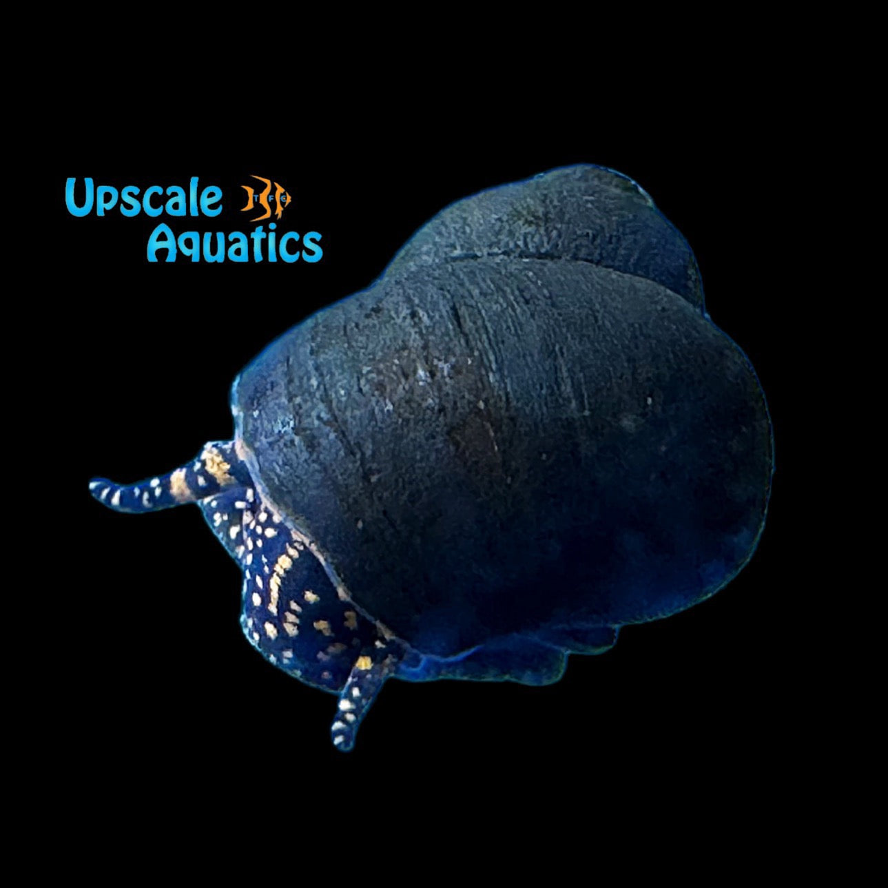 Orange Spotted Papua 'Blueberry' Snail (Filopaludina sp. orange spot ...