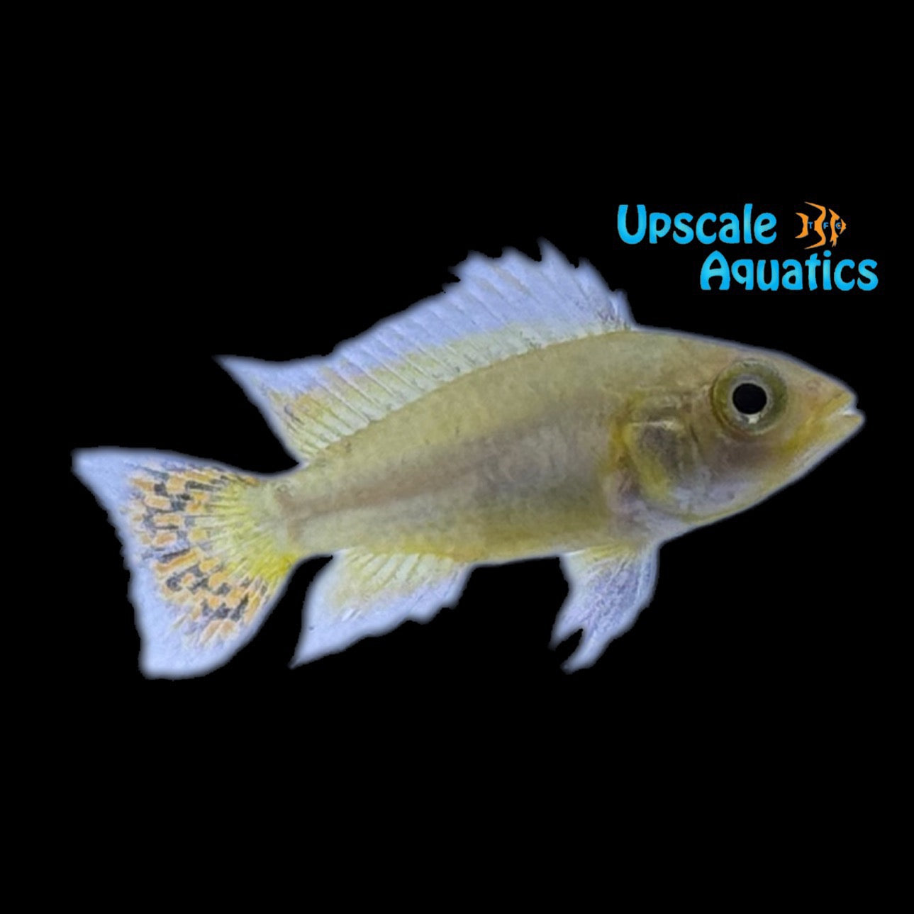 Golden Apisto. Cacatuoides (Apistogramma cacatuoides golden) – Upscale ...