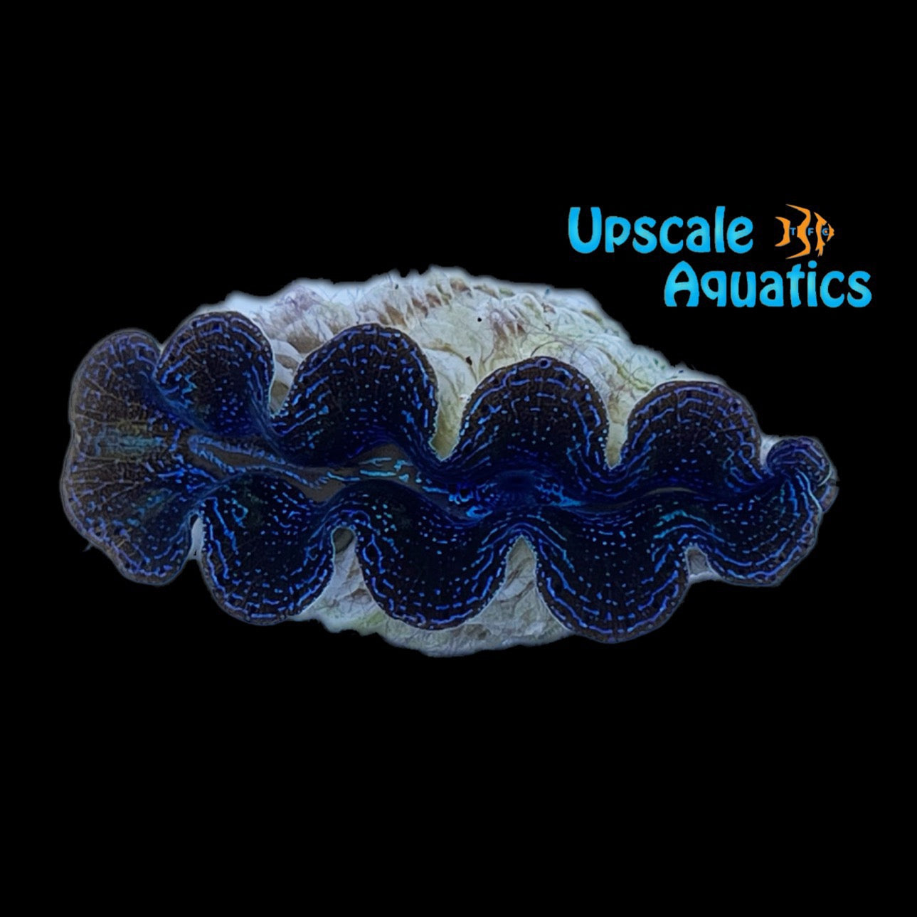 Crocea Clam - Aquacultured (Tridacna crocea) – Upscale Aquatics