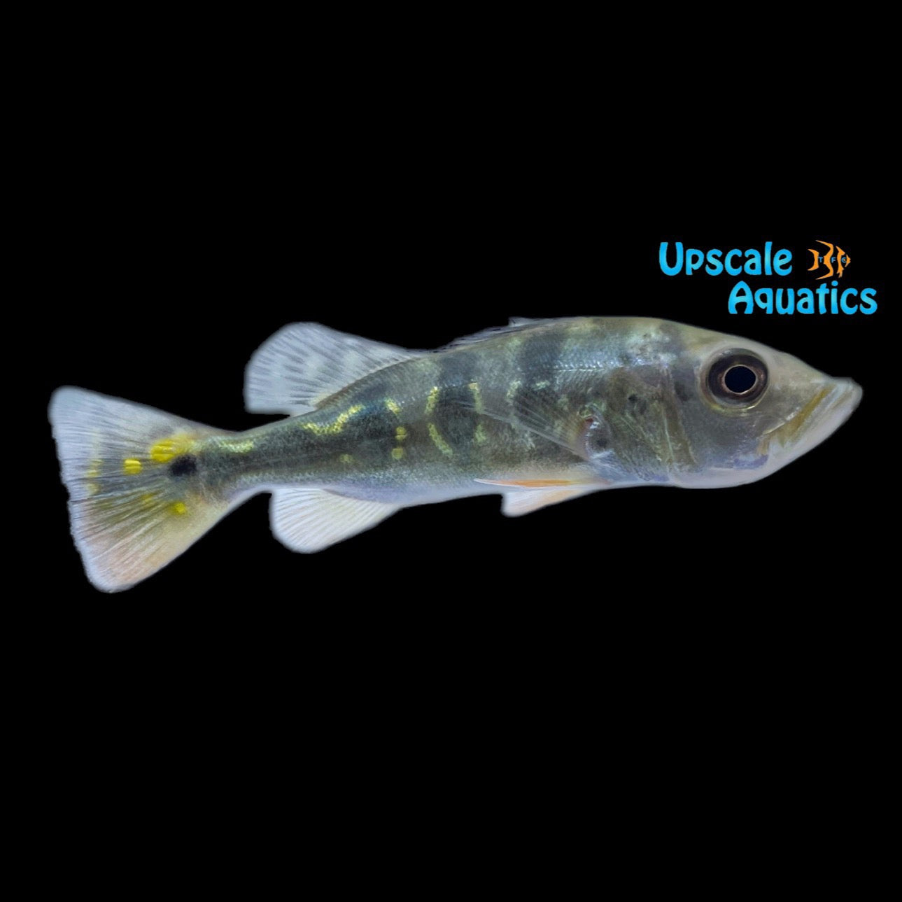 Monoculus Peacock Bass (Cichla monoculus) – Upscale Aquatics