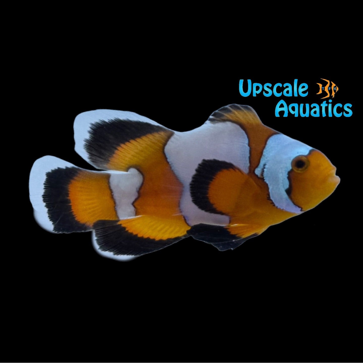 Longfin Black Ice Clownfish (Amphiprion ocellaris) – Upscale Aquatics