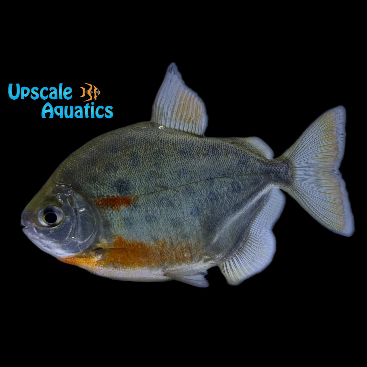 Spotted Silver Dollar (Metynnis lippincottianus) – Upscale Aquatics