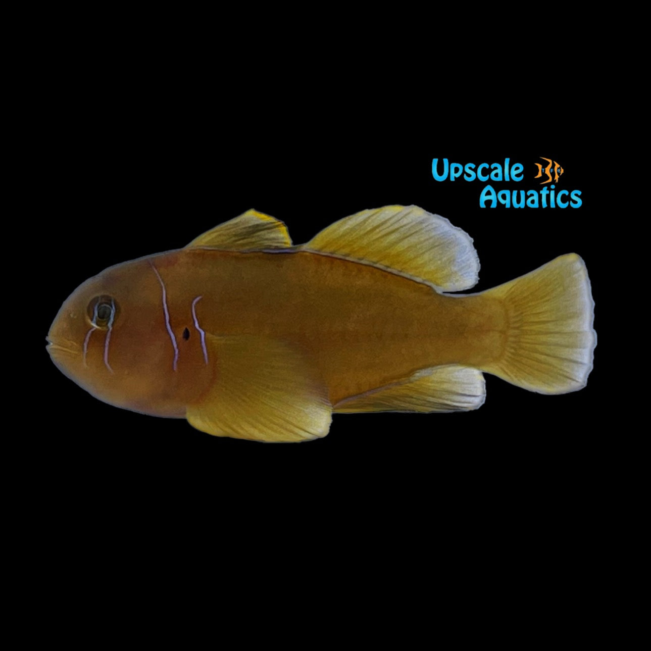 Chocolate Citron Clown Goby (Gobiodon citrinus var.) – Upscale Aquatics