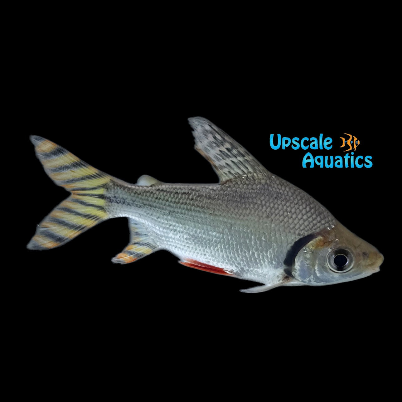Redfin Flagtail Prochilodus (Semaprochilodus taeniurus) – Upscale Aquatics