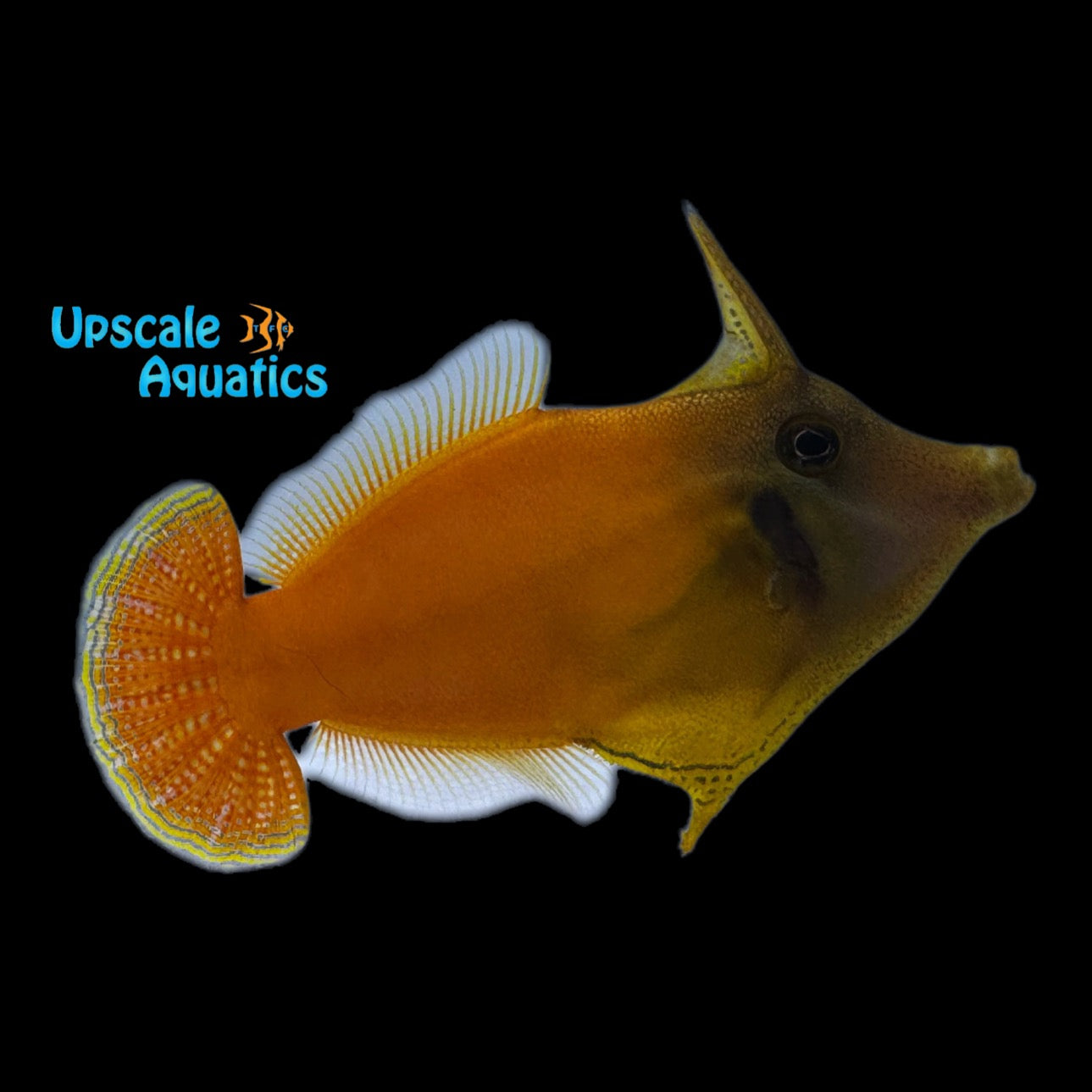 Flame Filefish (Pervagor melanocephalus) – Upscale Aquatics