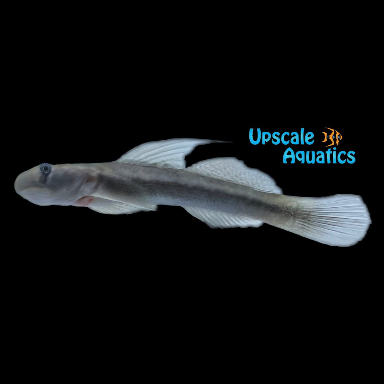 Monk Goby (Sicyopterus japonicus) – Upscale Aquatics