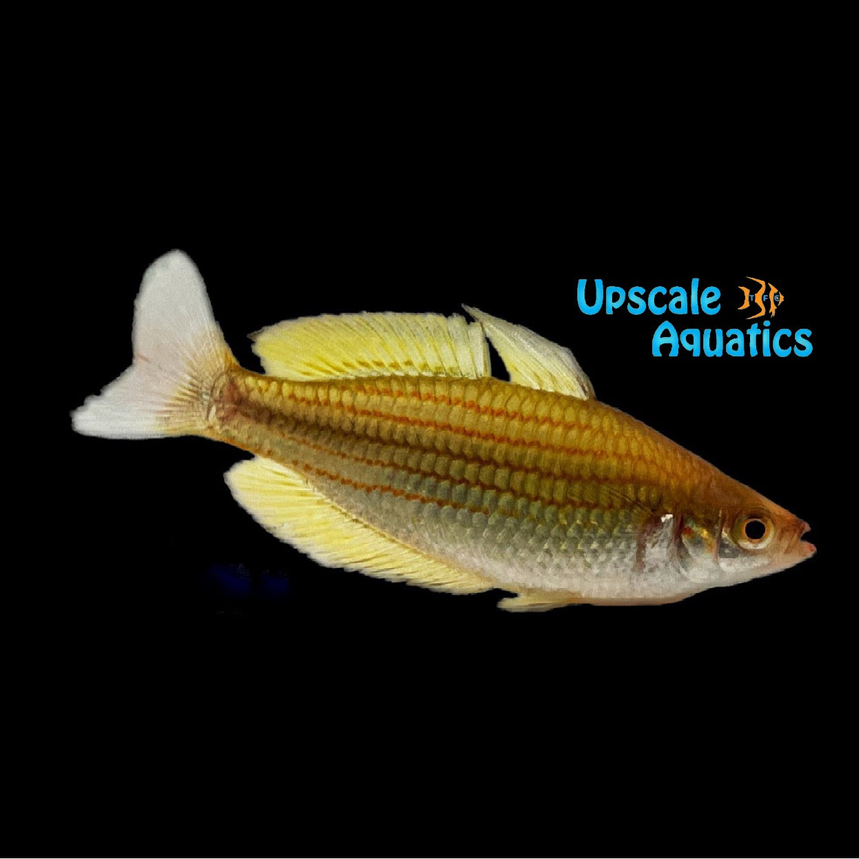 Fly River Rainbowfish (Melanotaenia sexlineata 'Tabubil') – Upscale ...