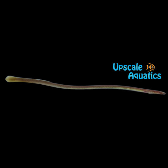 Freshwater Eels – Upscale Aquatics