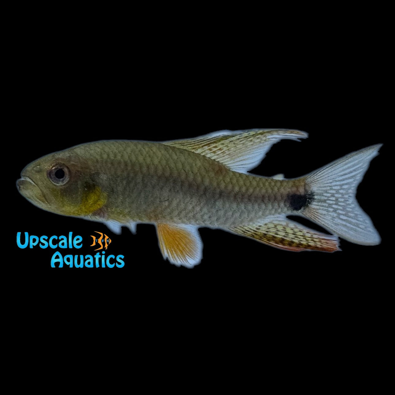 Sailfin Tetra (Crenuchus spilurus) – Upscale Aquatics