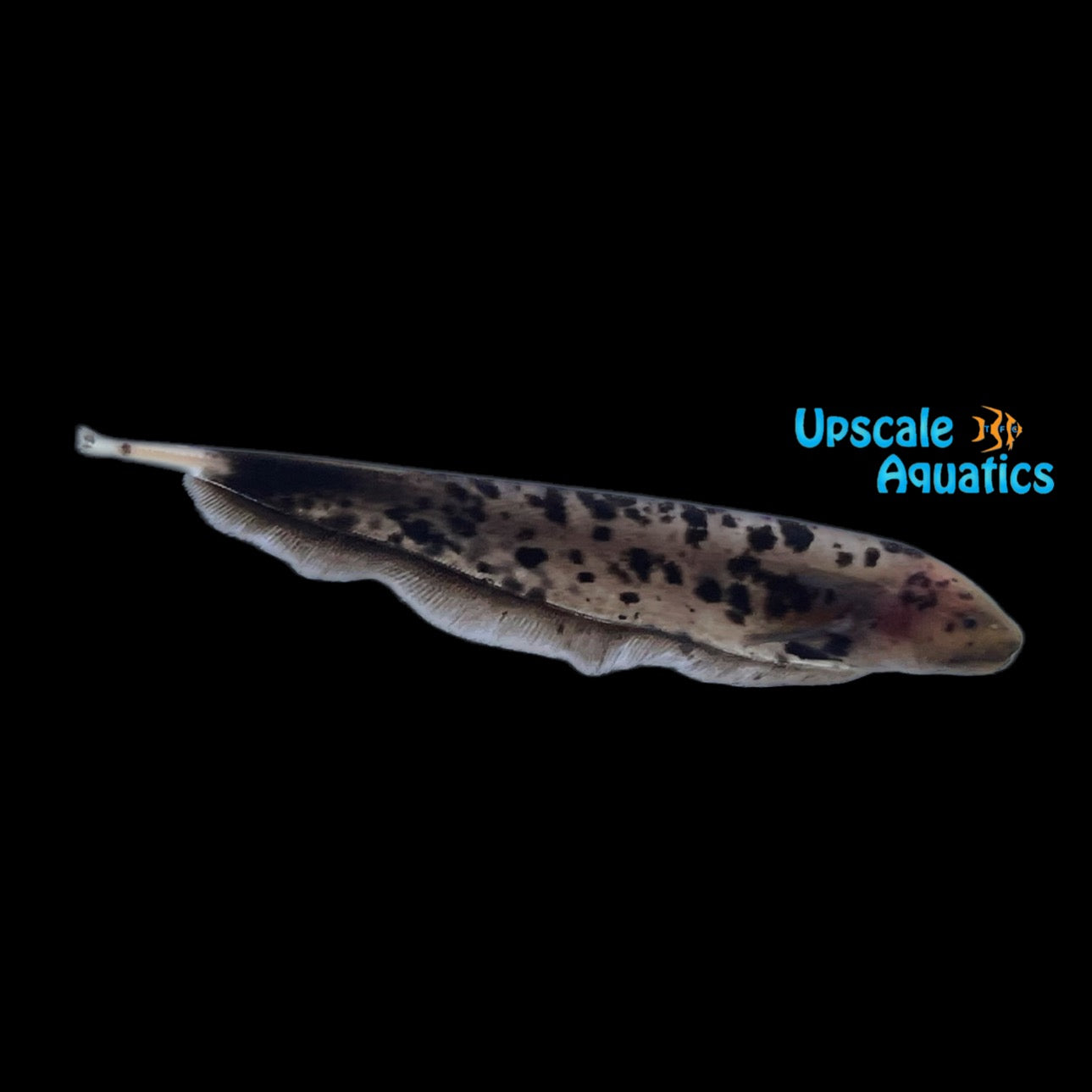 Piebald Black Ghost Knifefish (Apteronotus albifrons) – Upscale Aquatics