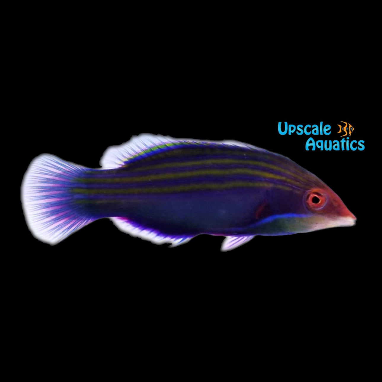 Four Line Wrasse (Pseudocheilinus tetrataenia) – Upscale Aquatics