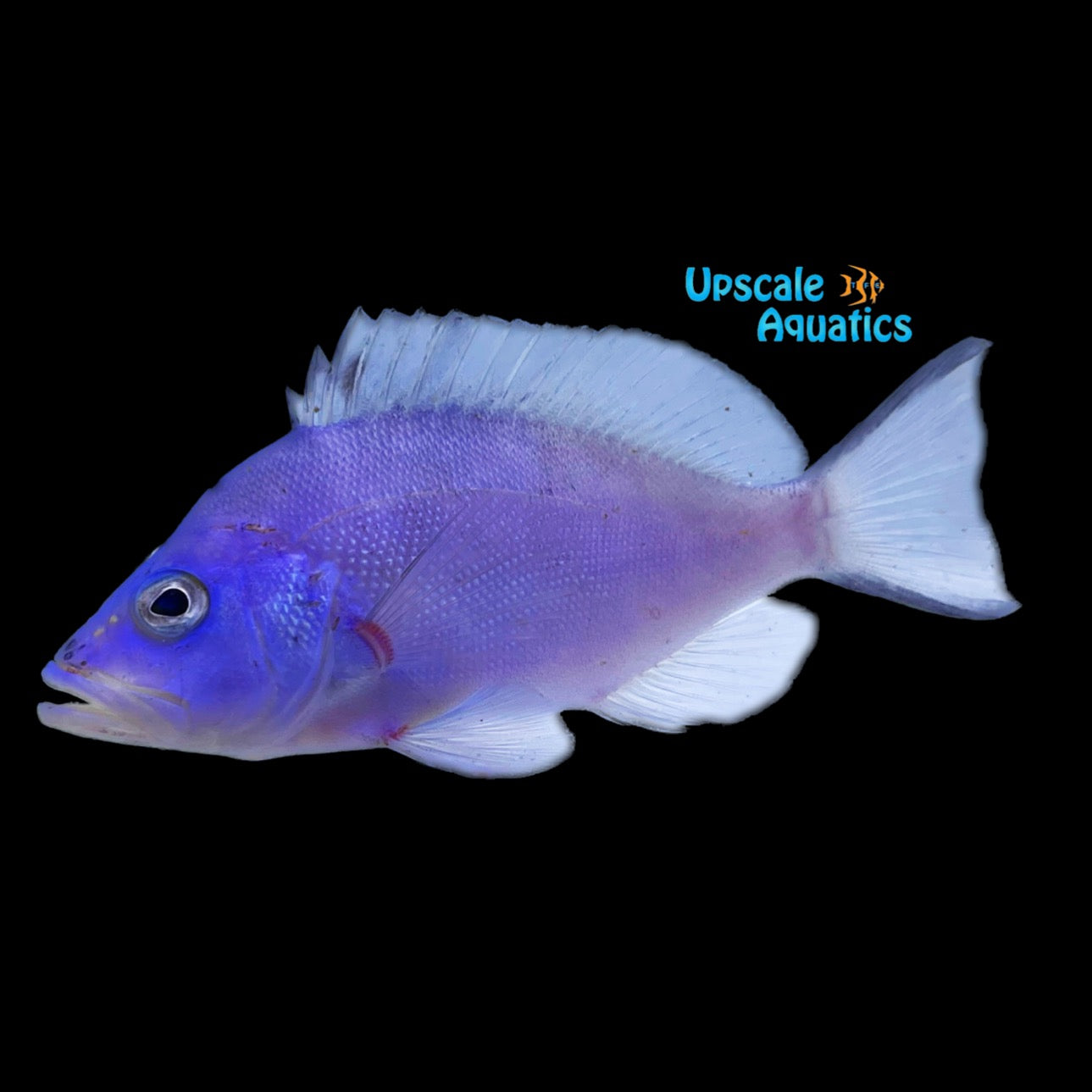 Blue Hamlet (Hypoplectrus gemma) – Upscale Aquatics