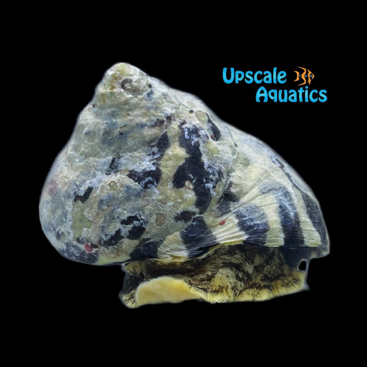 Zebra Turbo Snail (Turbo sp.) – Upscale Aquatics
